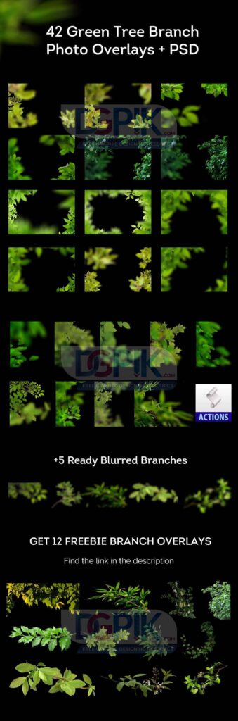 42 Green Tree Branch Photo Overlays - DGPik
